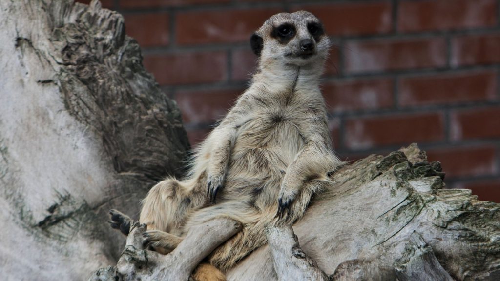 Animals That Look Like Humans – Elgyy