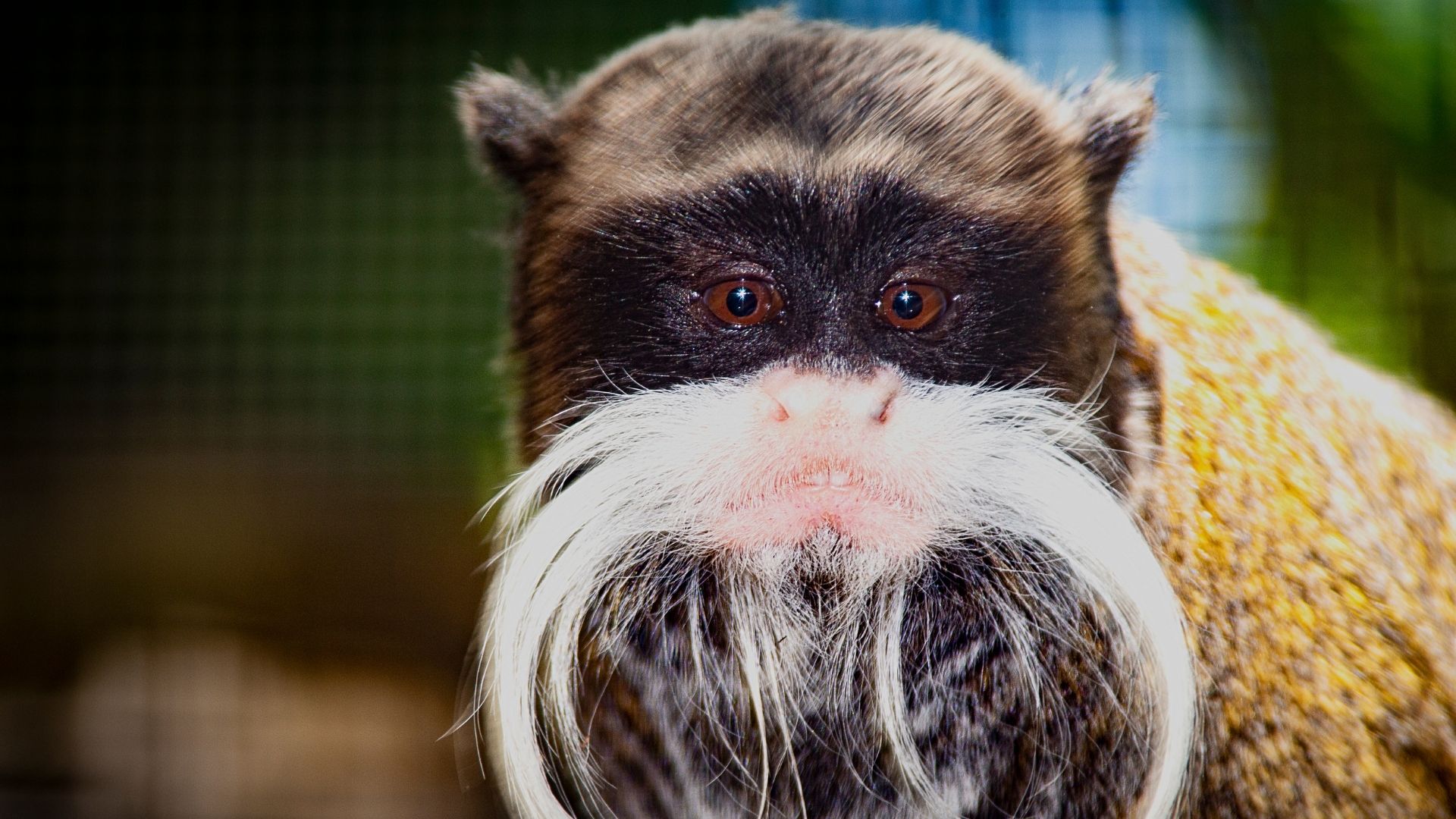 Animals That Look Like Humans – Elgyy