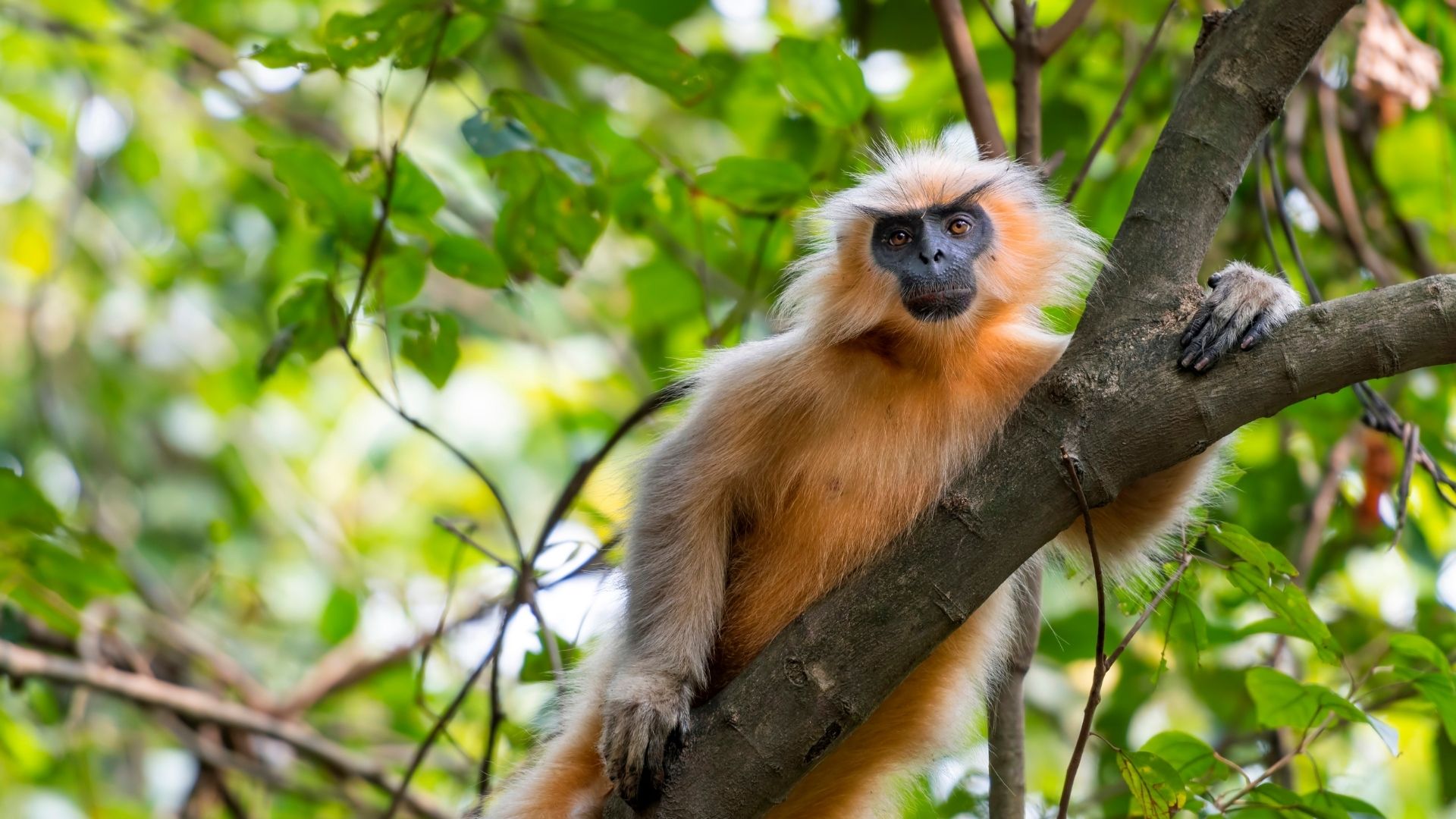 Animals That Look Like Humans – Elgyy