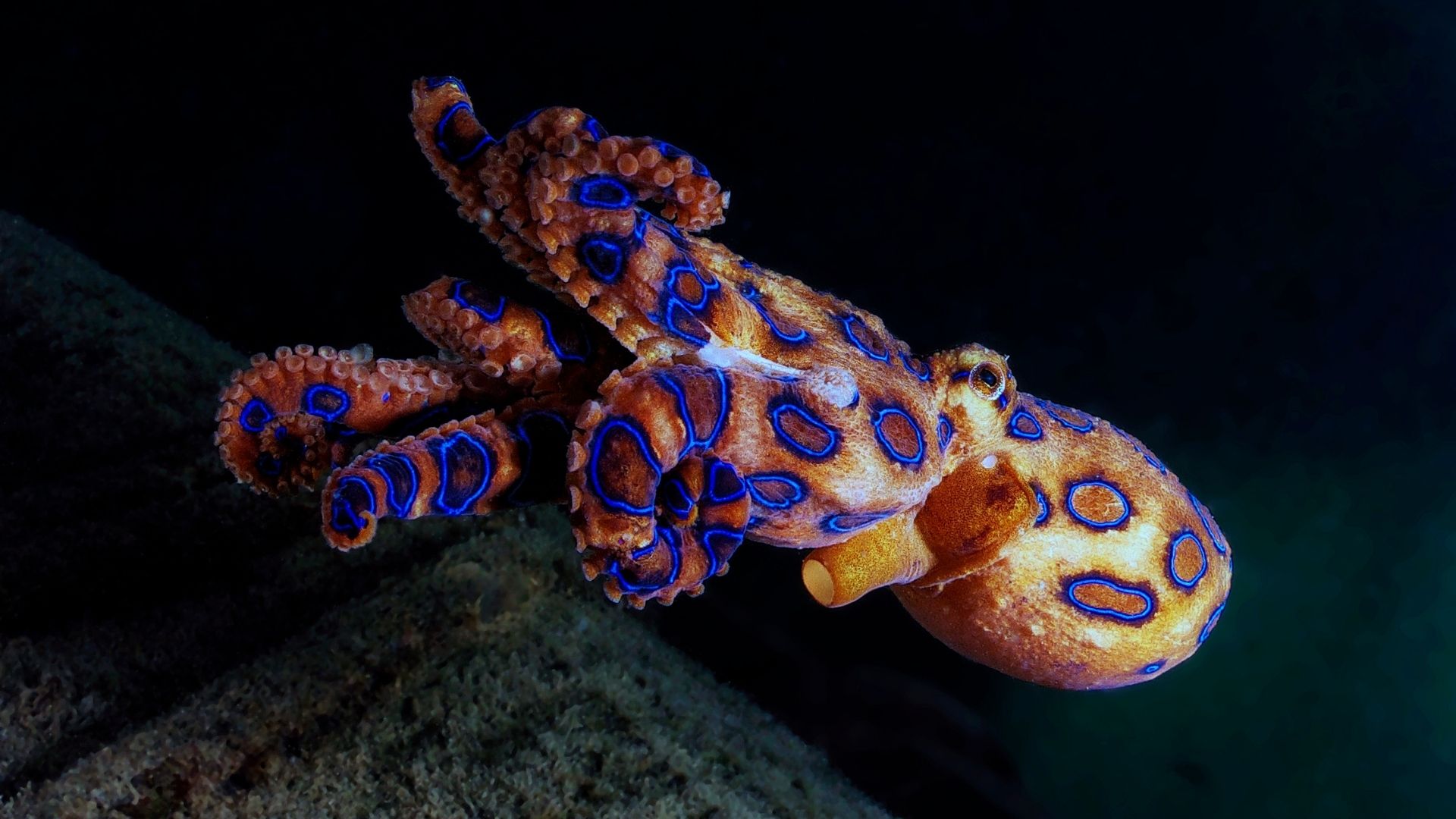 Most Strangest Animal – Elgyy
