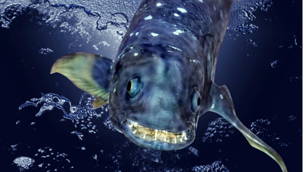 Weirdest fish in the ocean – Elgyy