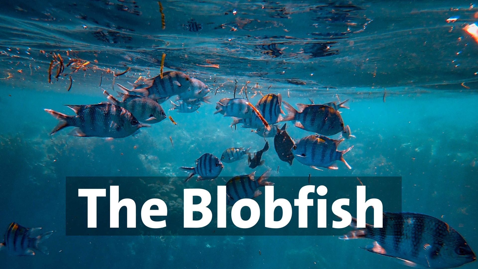 Top 5 weirdest sea animals!! – Elgyy